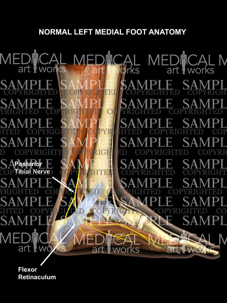 Normal foot anatomy - Left medial view – Medical Art Works