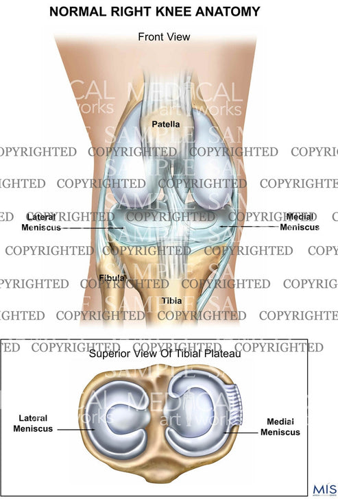 Normal Right Knee Anatomy – Medical Art Works