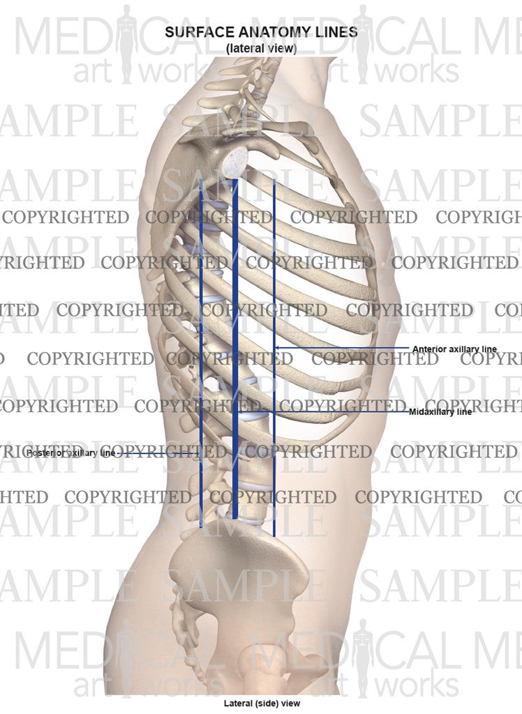 Lateral surface anatomy lines – Medical Art Works